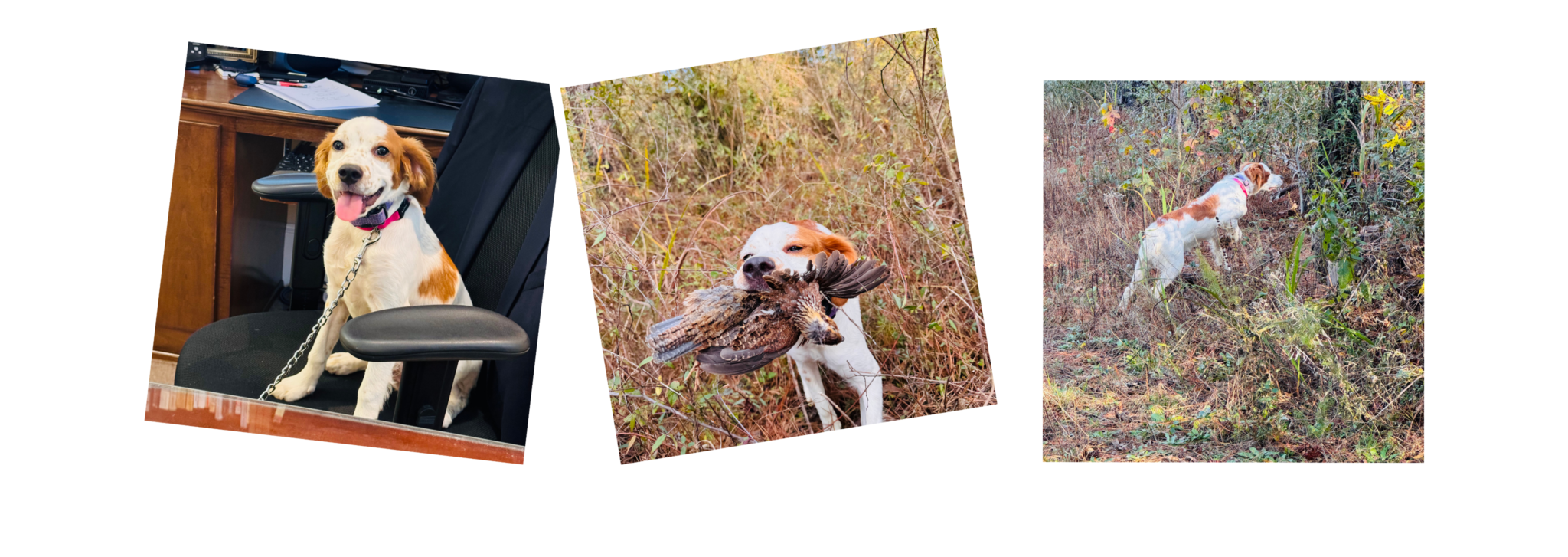 Meet Vallee - Law Offices of Gary Bruce